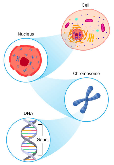 From Smallest To Largest How Genetic Information Would Be Orga Turito